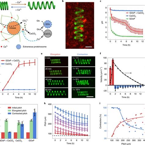 Microfluidic Preparation Of Protocell Embedded Helical Hydrogel Download Scientific Diagram