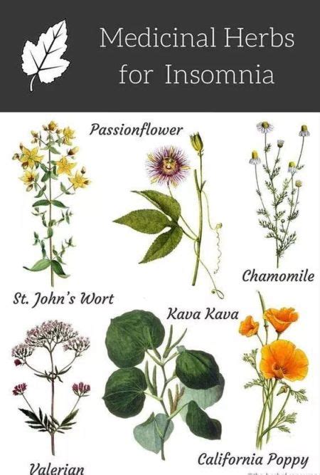 Herbs For Cold Sores Treatment Uses And Benefits Artofit
