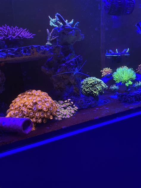 Build Thread Red Sean Reefer 425xl Sps Sps Dominated Build Reef2reef