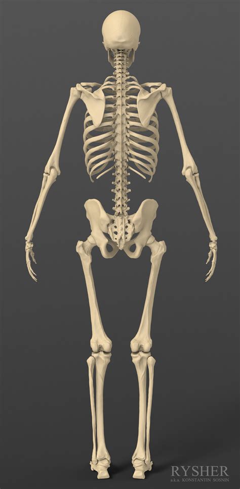 Squelette De Lhomme Humain Réaliste Réaliste Modèle 3d 49 Obj