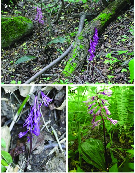 Flowering Plant Of A Fully Mycoheterotrophic Species Cremastra Aphylla Download Scientific