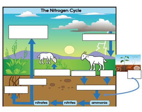 Nitrogen Cycle With Labels
