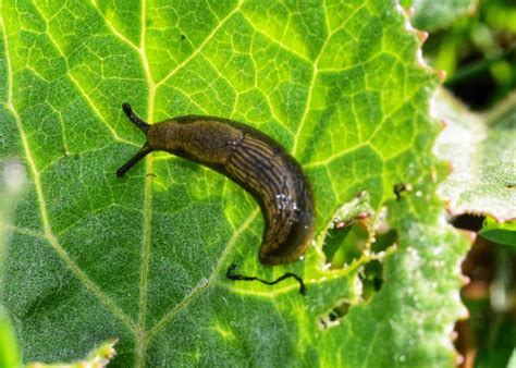 25 Garden Pests 🪲 🌸 🐛 The Usual Suspects And How To Handle Them