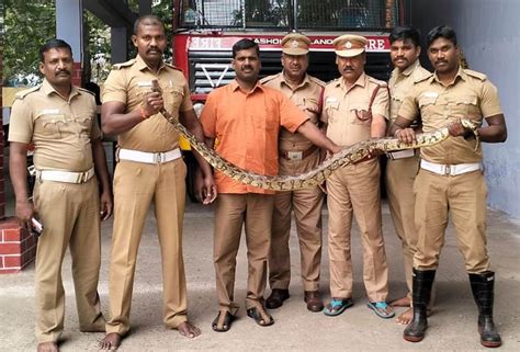 Python பழனி அருகே தோட்டத்துக்குள் புகுந்த மலைப்பாம்பு