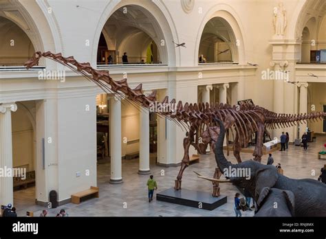 Largest Dinosaur Fossil Ever Found Flash Sales