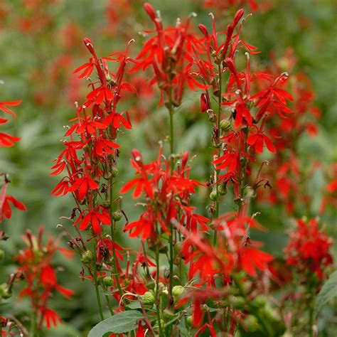 Lobelia Cardinalis White Flower Farm