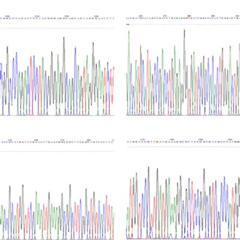 Chromatogram Of Different Genes Of S Aureus And S Argenteus A Download Scientific Diagram