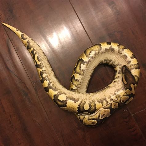 Yellow Belly Ball Python Traits Morphpedia Yellow Belly Ball Python Traits Morphpedia