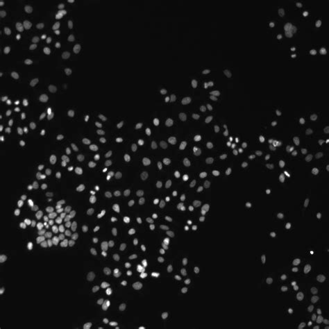 Training Bio Image Analysis