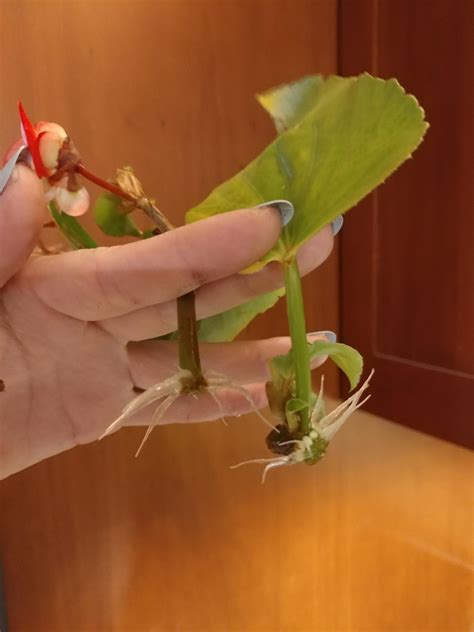 Wax Begonia Roots 3 Weeks R Propagation