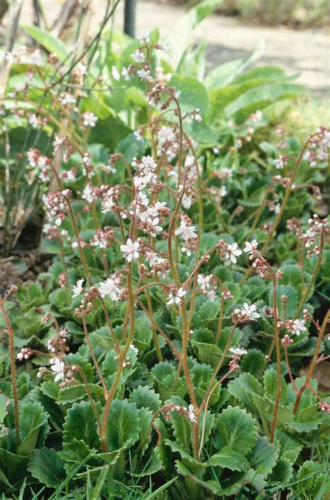 Saxifraga × Urbium Alchetron The Free Social Encyclopedia