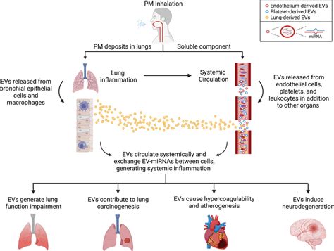 Conceptual Model Of Particulate Matter Inhalation Ev Signaling And Download Scientific