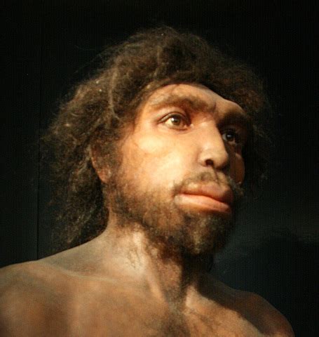 EVOLUCIÓN HOMÍNIDOS timeline | Timetoast timelines