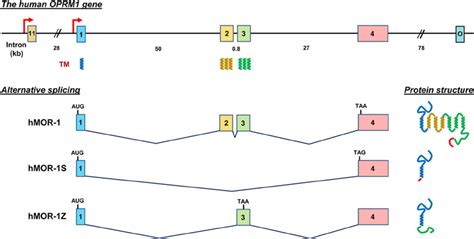 Schematic Of The Human Oprm1 Gene And Alternative Splicing Of The Download Scientific Diagram