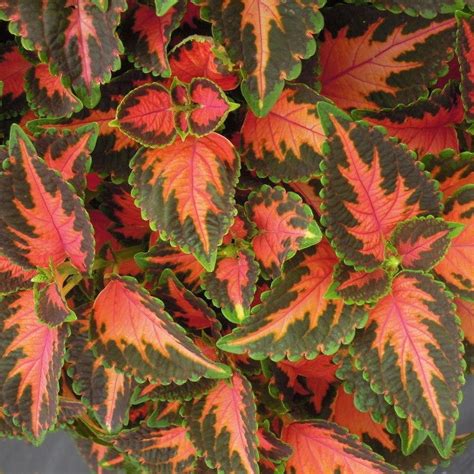 Coleus From Seed To Plant Complete Coleus Growth And Development Guide