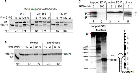 An Allosteric Path To Transcription Termination Molecular Cell