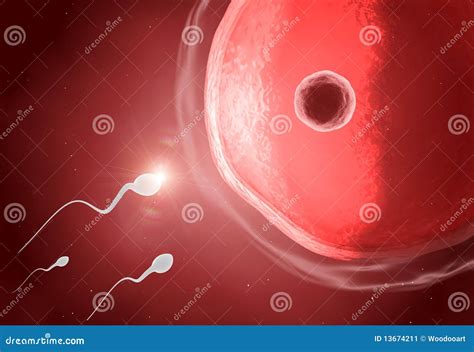 Human Sperm With Ovum Stock Image CartoonDealer Com