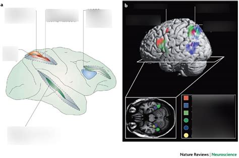 Multisensory Integration Diagram Quizlet