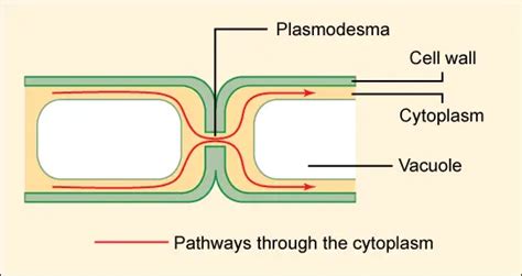 Cellular Junctions Types And Functions Biology Notes Online