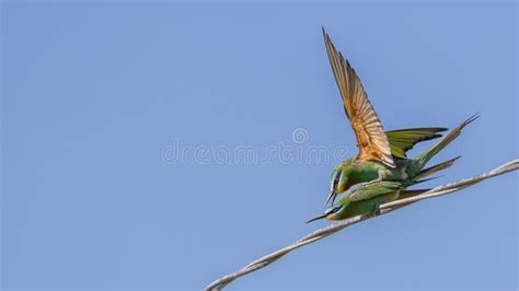 Blue Cheeked Bee Eaters Mating On Electric Wire Stock Image Image Of Flying Cheeked 371907767