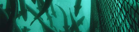 Depomod — Scottish Association For Marine Science Oban Uk