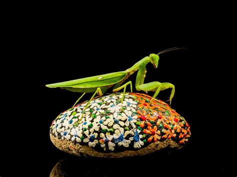 Mantis Catching Insect Green Close Free Photo On Pixabay Pixabay