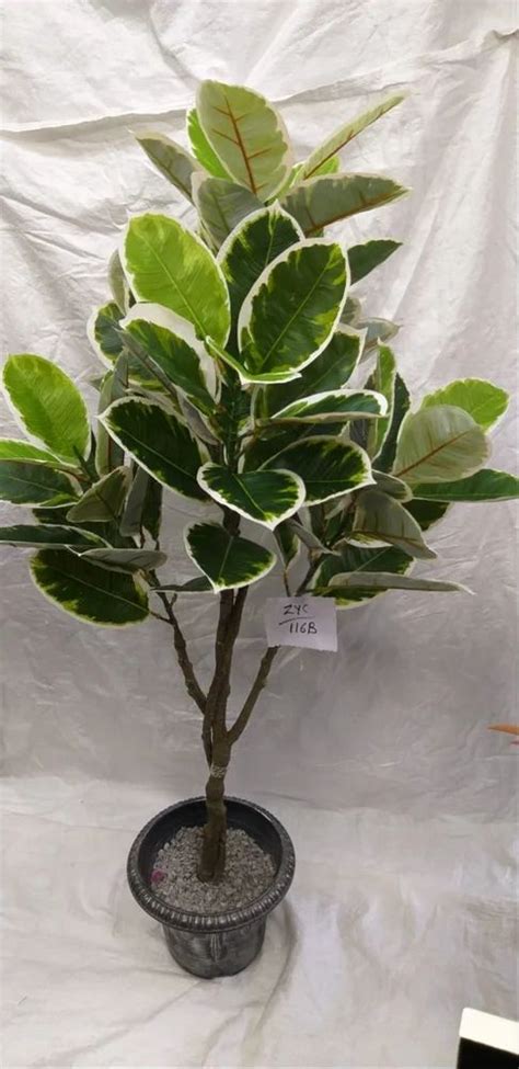 Artificial Rubber Fig For Home Decoration Size 4 Ft At Rs 2640 In New Delhi