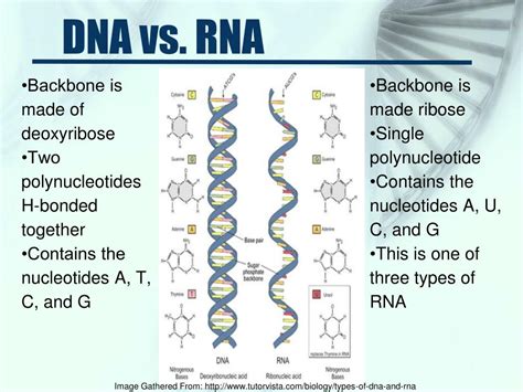 Dna Vs Rna Diagram At Boyd Ferguson Blog