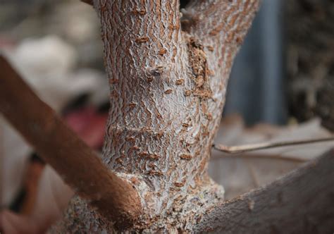 Fragrant Sumac Woody Warehouse Nursery Inc Lizton In