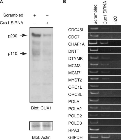 Knockdown Of Cux1 Using Sirna Causes A Decrease In The Expression Of Download Scientific
