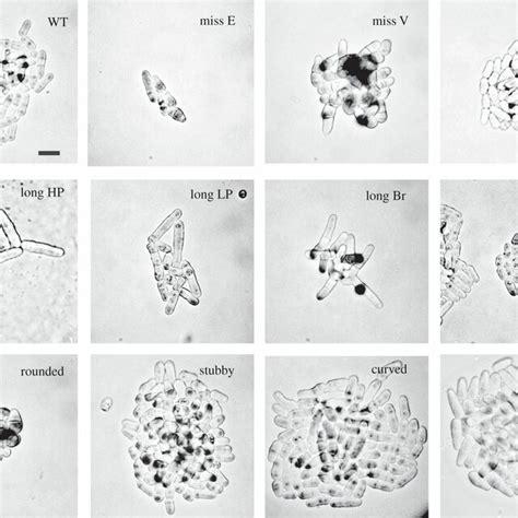 Cell Shape Categories Examples Of The Major Cell Shape Phenotype Download Scientific