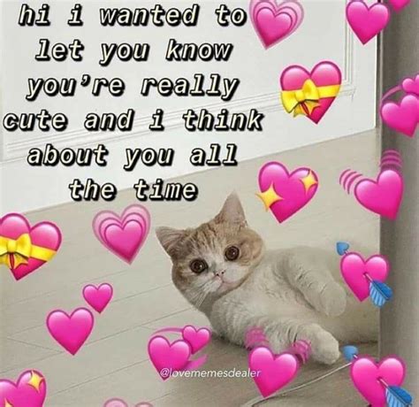 Adorable Cat Meme Youre Really Cute