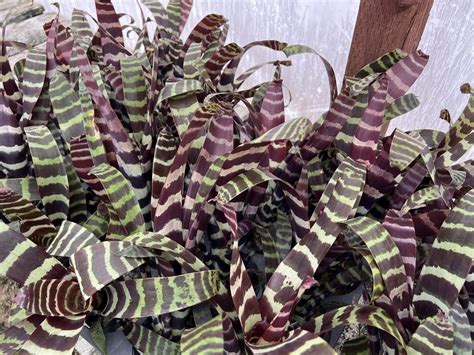 Vriesea Splenriet Davis Farms Wholesale Tillandsias