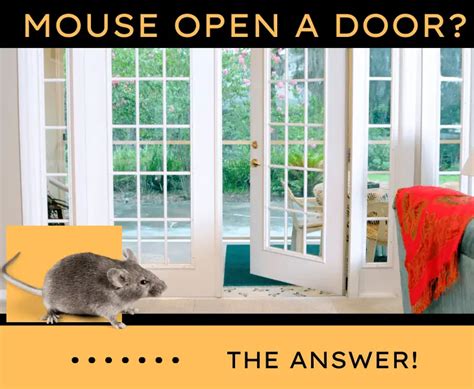 Can A Mouse Push A Door Open Or Not Know Here