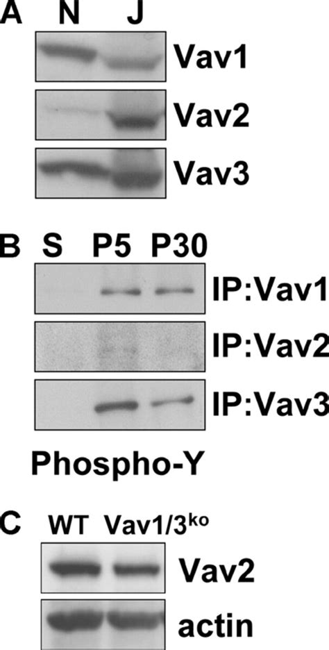 Expression And β2 Integrin Induced Activation Of Vav Proteins In Download Scientific Diagram