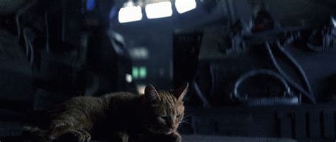 Jonesy The Cat From Aliens Will Have His Own Book Geek Culture