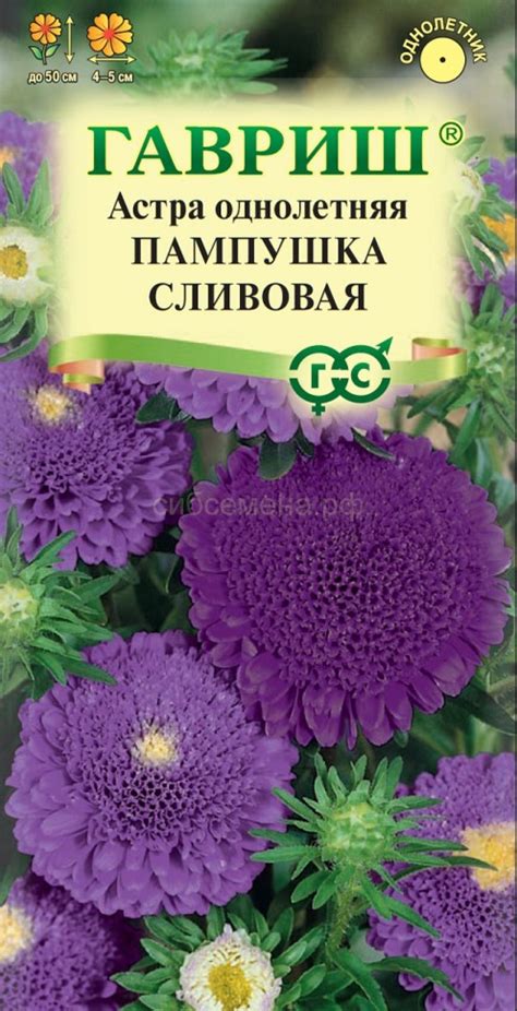 ЦВЕТЫ ОДНОЛЕТНИЕ — Семена для Сибири