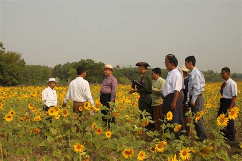 မွန်ပြည်နယ်ဝန်ကြီးချုပ် ဦးအောင်ကြည်သိန်း ချောင်းဆုံမြို့နယ်ရှိ ဆောင်းသီးနှံနေကြာစိုက် တောင်သူမ