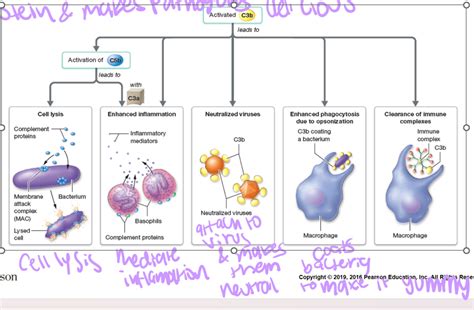 Chapter 20 The Lymphatic System And Immunity Diagram Quizlet