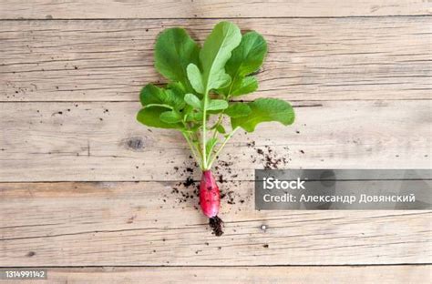 녹색 줄기와 잎이 있는 신선한 붉은 무 한 개는 오래된 나무 판자 배경에 있습니다 위에서 보기 무에 대한 스톡 사진 및 기타 이미지 Istock