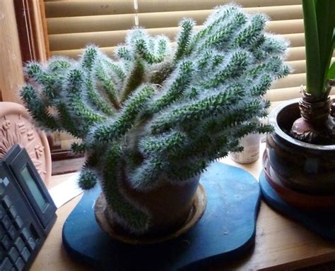 My Trailing Cactus Grows On You