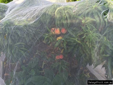 Buy Dwarf Peach Grafted Fruit Trees In Australia Prunus Persica