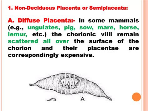 Placenta Structure And Classification Ppt