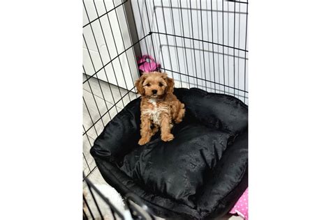 Sevimli Kahverengi Süs Köpeği