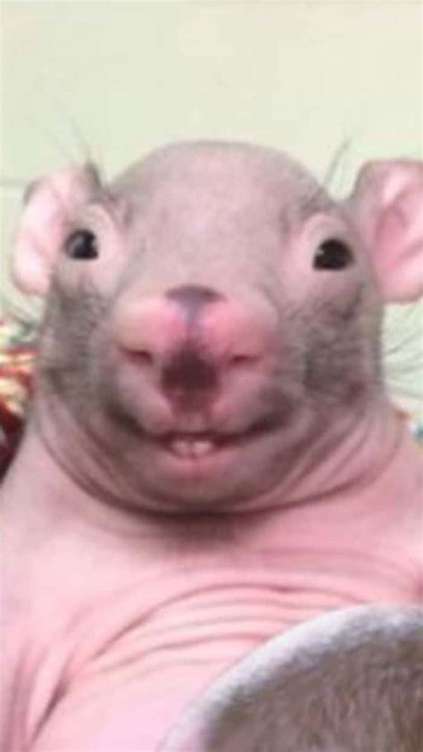 [100 ] Funny Rat Pictures