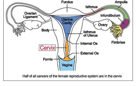 Uterus Anatomy Diagram File Placenta Term Anatomy 01  Embryology