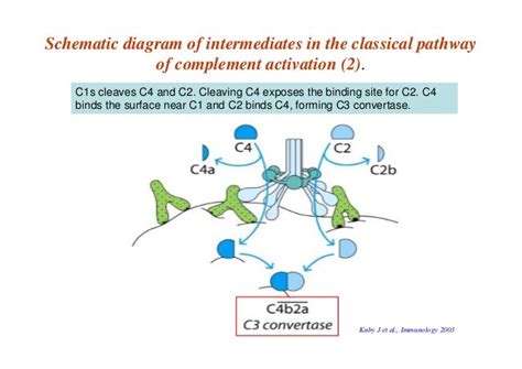 The Complement System
