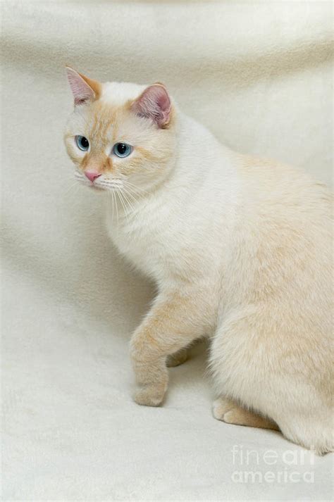 Flame Point Siamese Cats