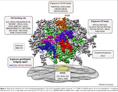figure 2 from antibody b cell responses in hiv 1 infection semantic