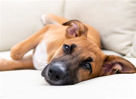 Free Dogs Near Me Pet Classifieds